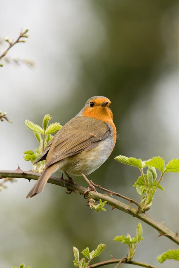 Robin bird stock photo. Image of look, nature, telephoto - 6735624
