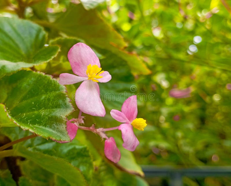 Colourful Rose Flower Garden in Full Bloom Stock Image - Image of ...