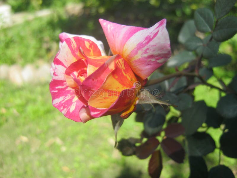 Colourful Rose from My Garden Stock Image - Image of rose, colourful ...