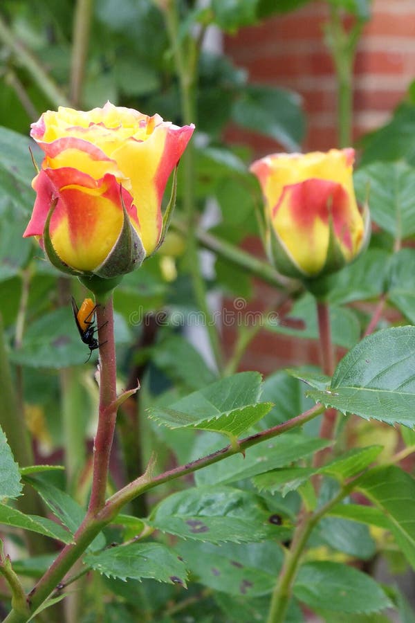 Colourful Roses stock photo. Image of growing, flowers - 94772668