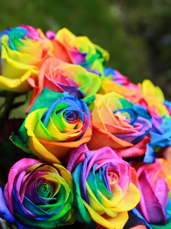 Colourful roses stock image. Image of colored, multicolored - 65014733