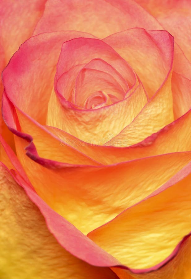 Colourful Rosie stock image. Image of gardenflower, beauty - 81344215