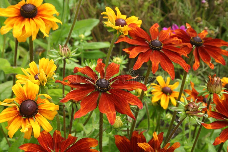 Colourful Rubika Flowers stock image. Image of bronze - 10664365