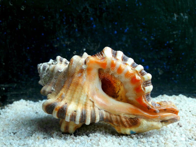 Colourful Sea Shell, Underwater Beauty Stock Photo - Image of macro ...