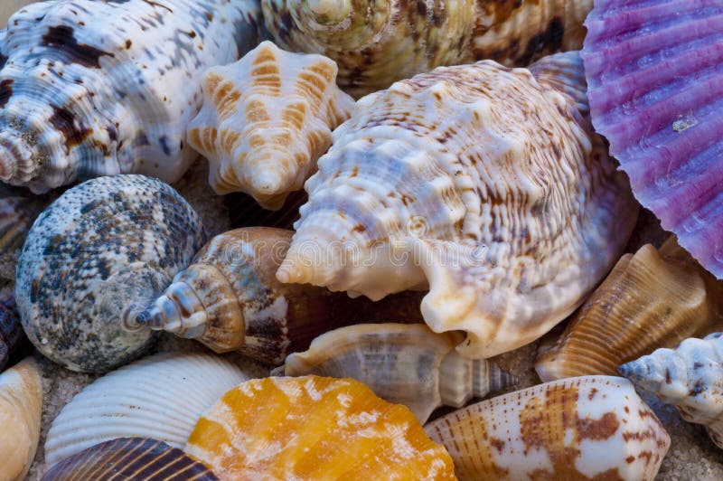 Colourful sea shells stock photo. Image of concept, seashore - 20836336