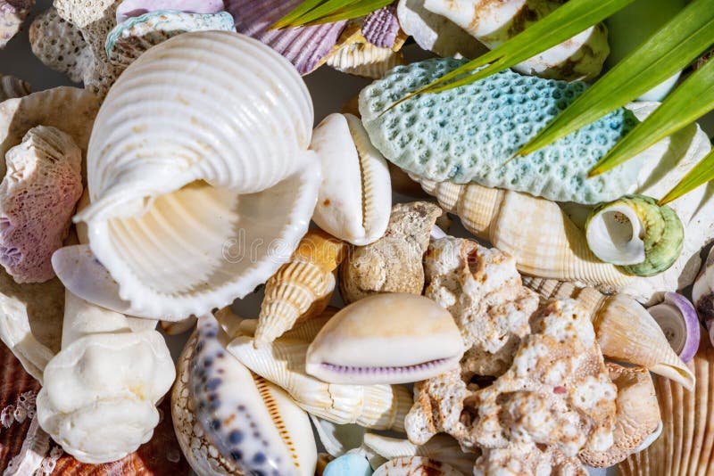 5,861 Seashell Composition Photos - Free & Royalty-Free Stock Photos ...