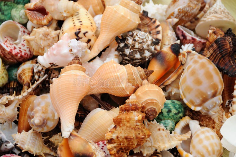 Colourful seashells stock photo. Image of cone, brown - 22084196