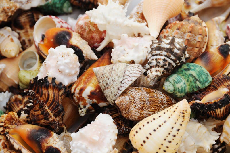 Colourful seashells stock photo. Image of cowrie, crustacean - 22085750
