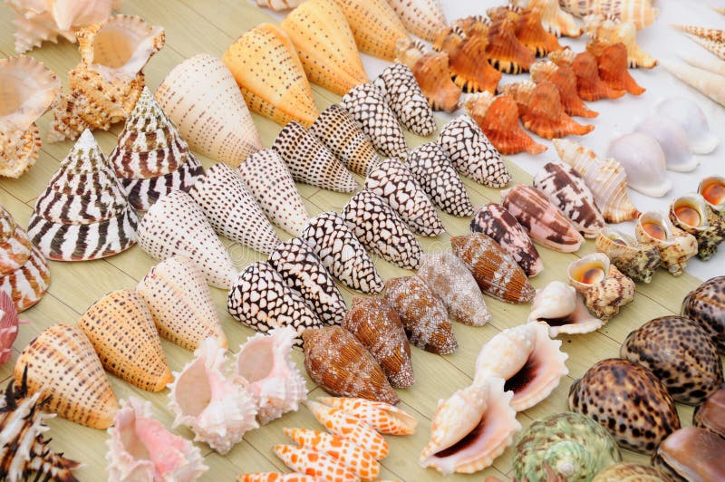 Colourful seashells stock photo. Image of cowrie, crustacean - 22085750