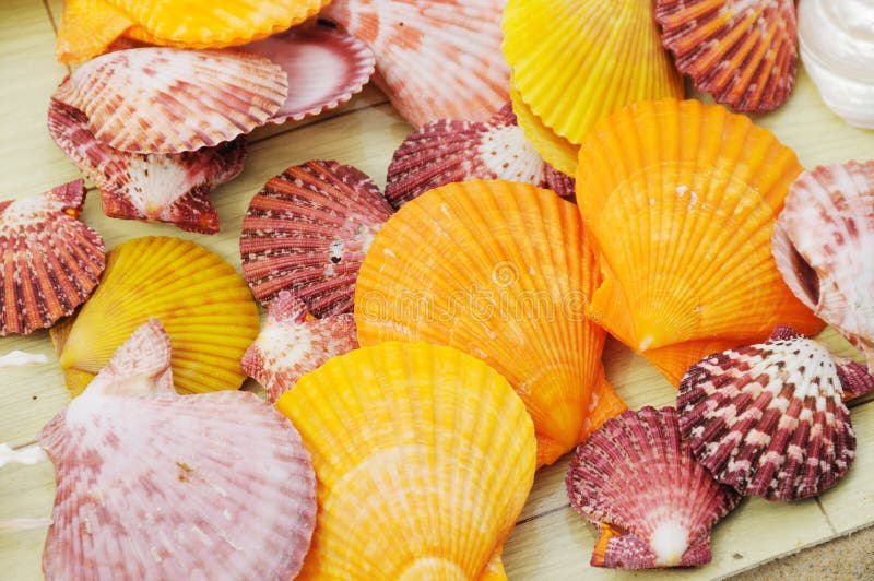 Colourful seashells stock photo. Image of cowrie, crustacean - 22085750