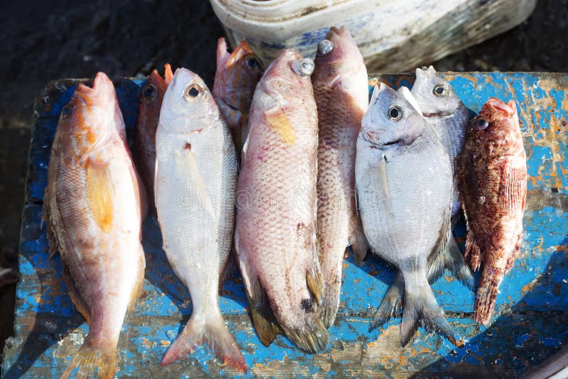 A Selection of Raw Fish Laid Side by Side in a Supermarket. Healthy ...