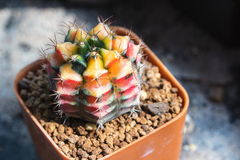 A Colorful Shade of Cactus, Include of Multicolor Layers, is in the ...