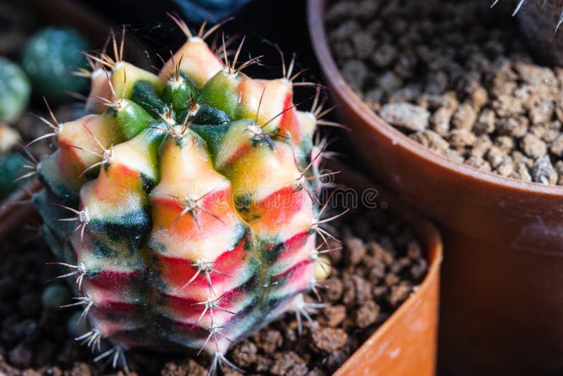 A Colorful Shade of Variegated Gymnocalycium Cactus, Include of ...