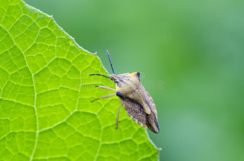 Colourful Shield Bug Sitting on Leaf Stock Photo - Image of pied ...