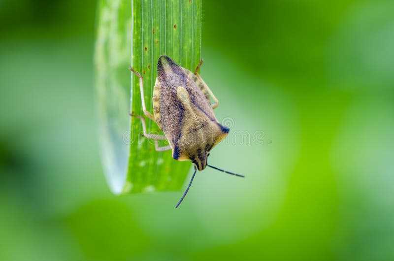 Colourful Shield Bug Sitting on Leaf Stock Photo - Image of heteroptera ...