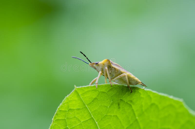Colourful Shield Bug Sitting on Leaf Stock Image - Image of insect ...