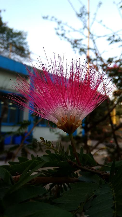Colourful Single Flower in the Morning India Stock Image - Image of ...