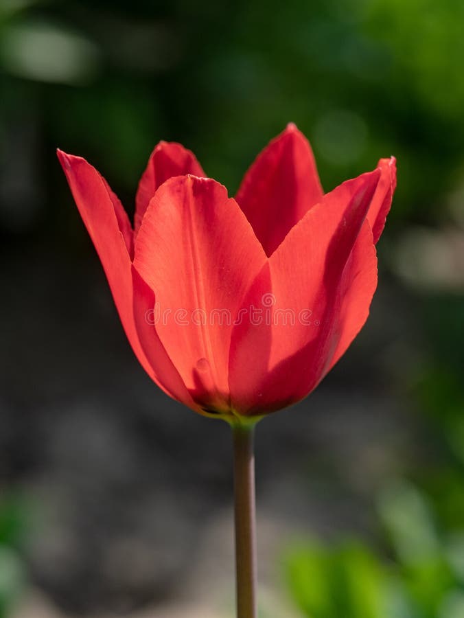 Colourful Single Tulip Flower Bloom in the Spring Garden Stock Photo ...