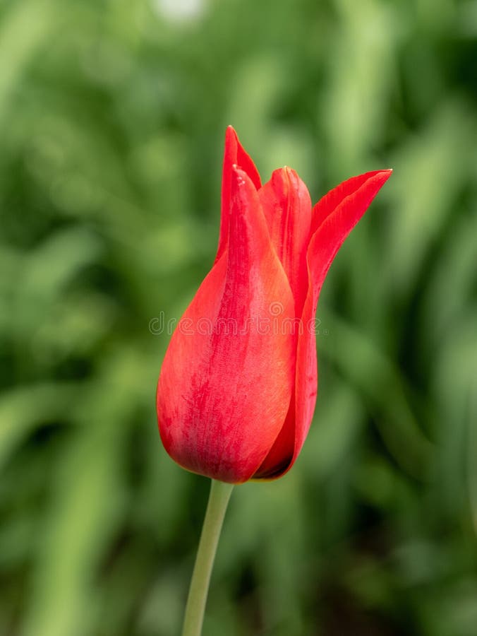 Colourful Single Tulip Flower Bloom in the Spring Garden Stock Photo ...