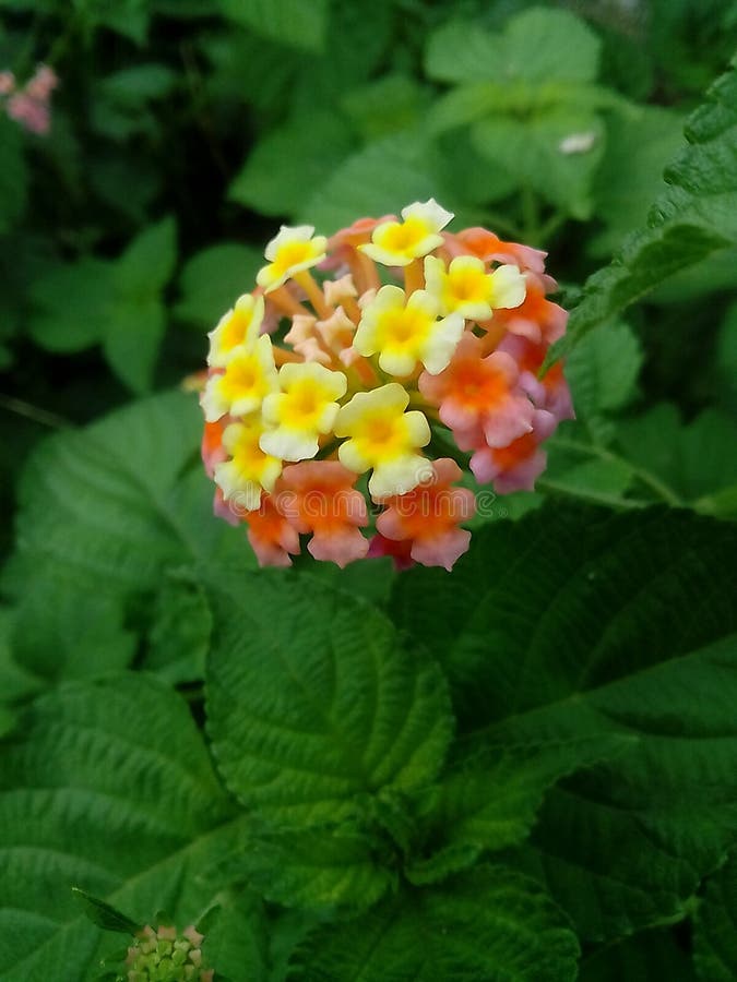 Colourful Small Morning Fresh Flowers Stock Photo - Image of colourful ...