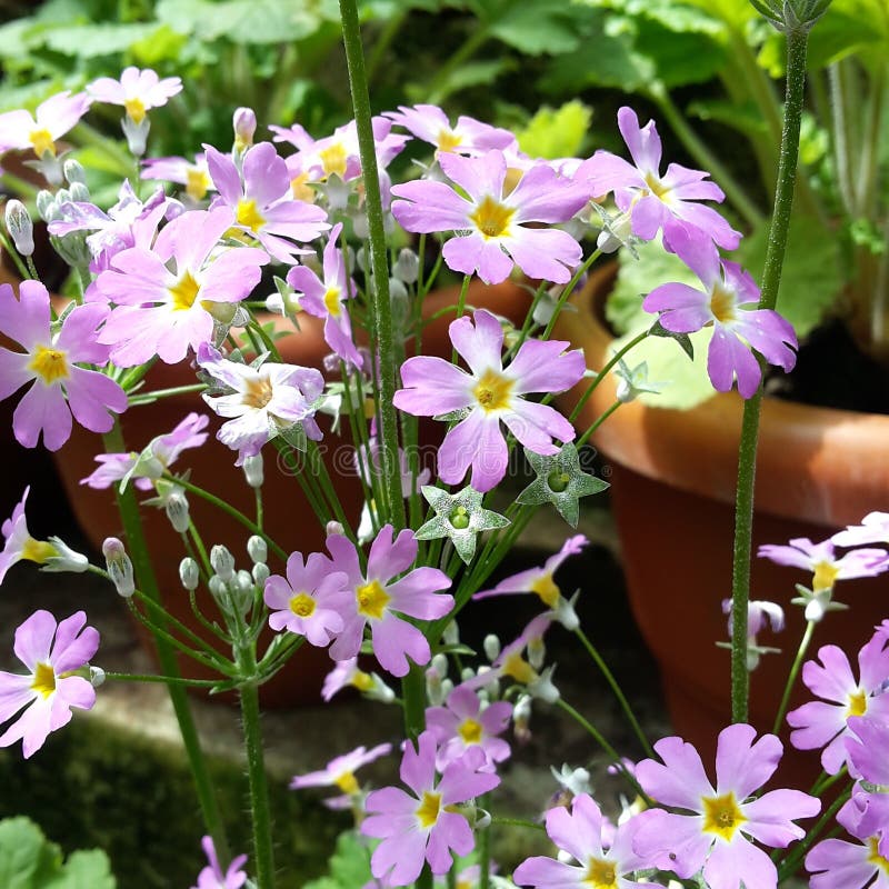 Vilot little flowers stock photo. Image of colourful - 100432042