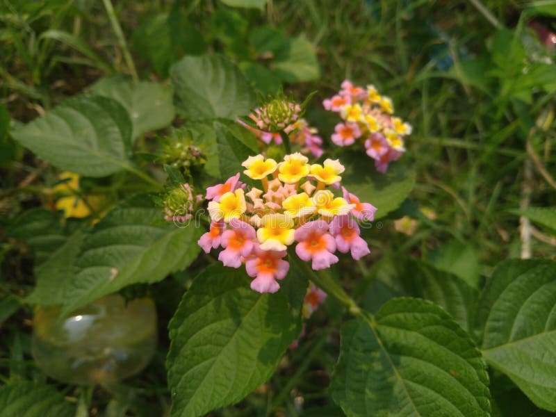 Colourful Small Wild Flowers Closeup Stock Photo - Image of wild ...