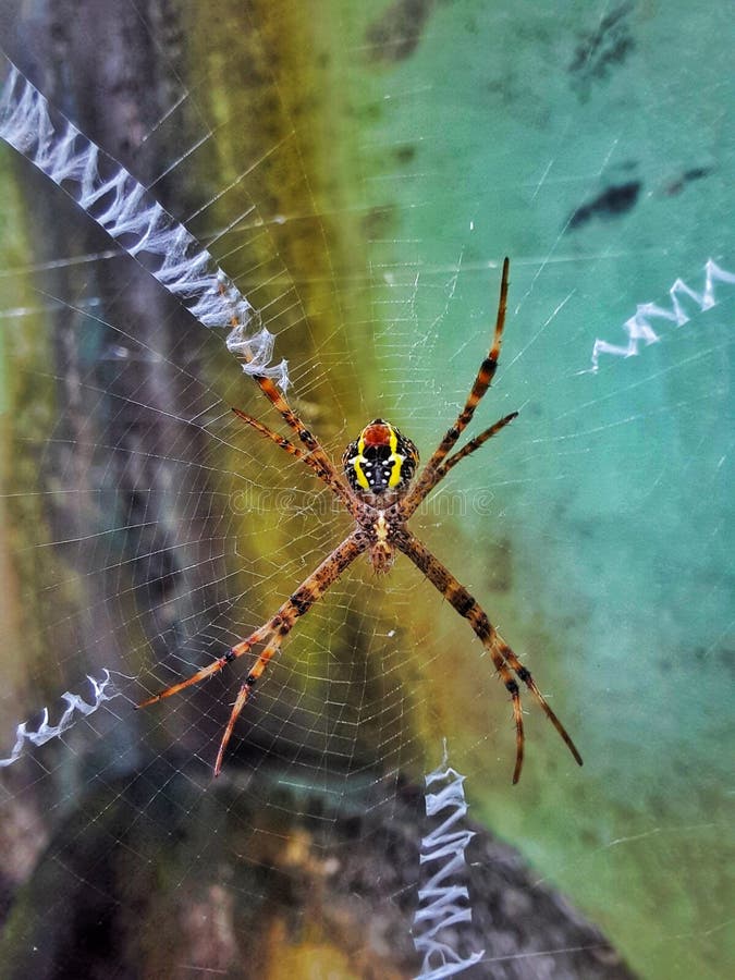 A colourful spider stock photo. Image of beetle, colourful - 243990354