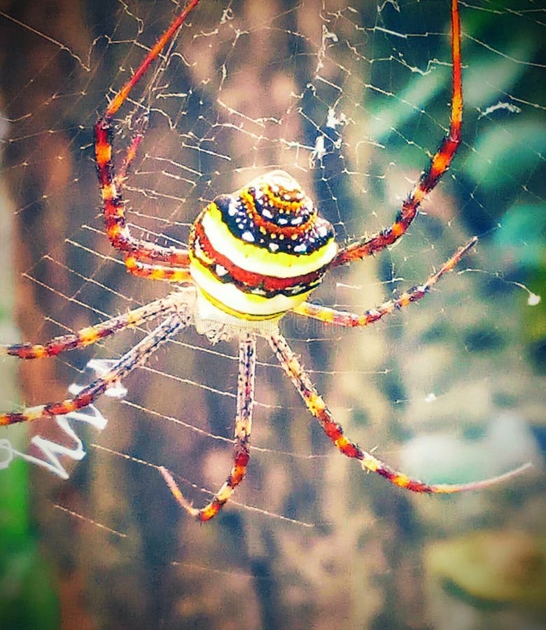 The Colourful Spider in the Dense Forest of Amazon Stock Photo - Image ...