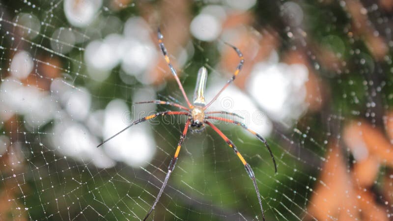 Colourful Spider Move on His Web Stock Photo - Image of look, nice ...