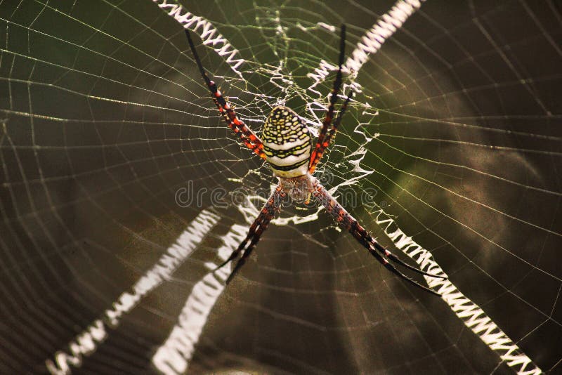 Colourful Spider Stayed Its Net Stock Image - Image of wing, beetle ...