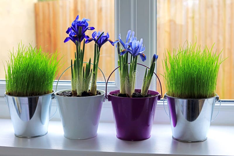 Colourful Spring Bulbs in Coloured Pots Stock Image - Image of garden ...