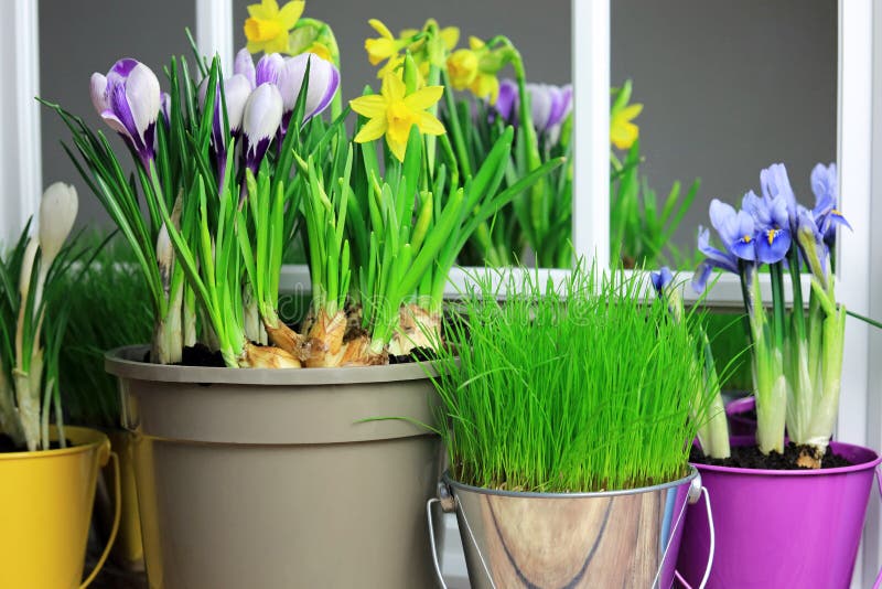 Colourful Spring Bulbs in Coloured Pots Stock Photo - Image of ...