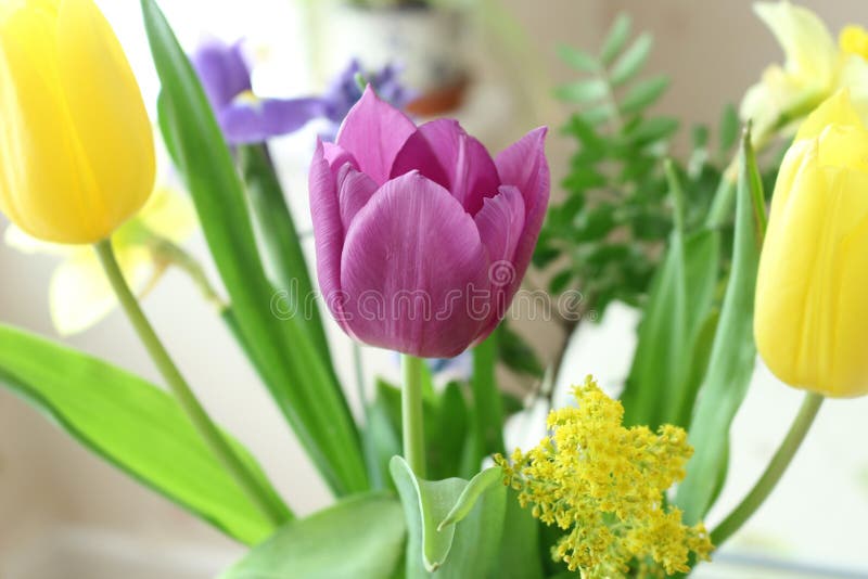 Colourful spring flowers stock image. Image of bloom - 169401455