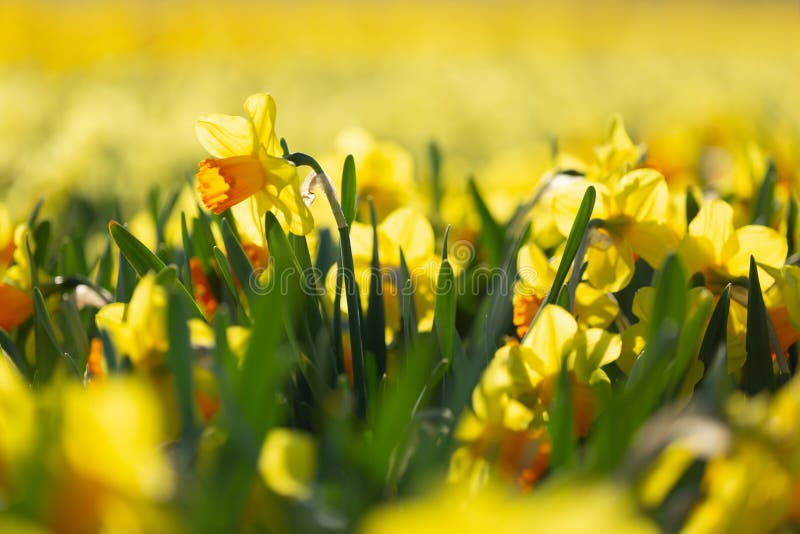 Colourful Spring Scene Blooming Daffodil Blurred Background Stock ...