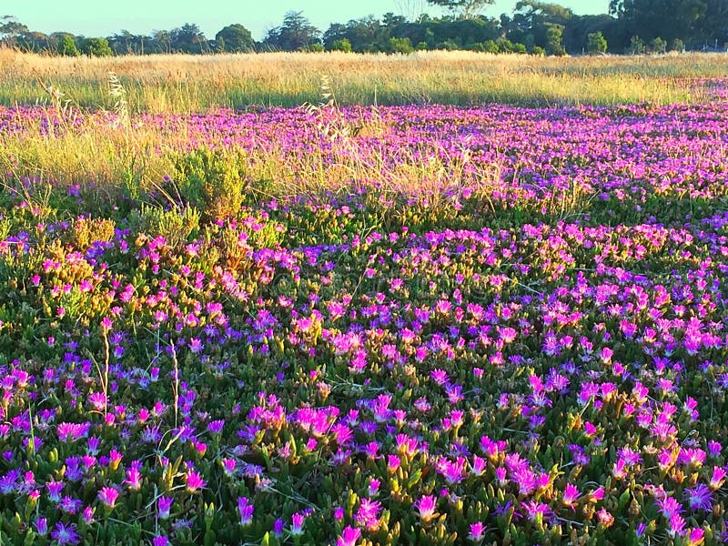Colourful of Spring season stock image. Image of spring - 103913217