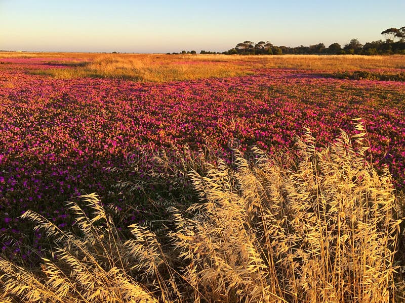 Colourful of Spring season stock photo. Image of landscape - 103913336
