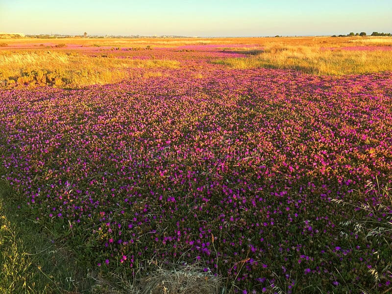 Colourful of Spring season stock photo. Image of bloom - 103913550