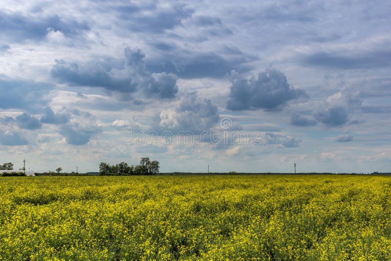 Colourful Springtime in the Afternoon Stock Photo - Image of details ...