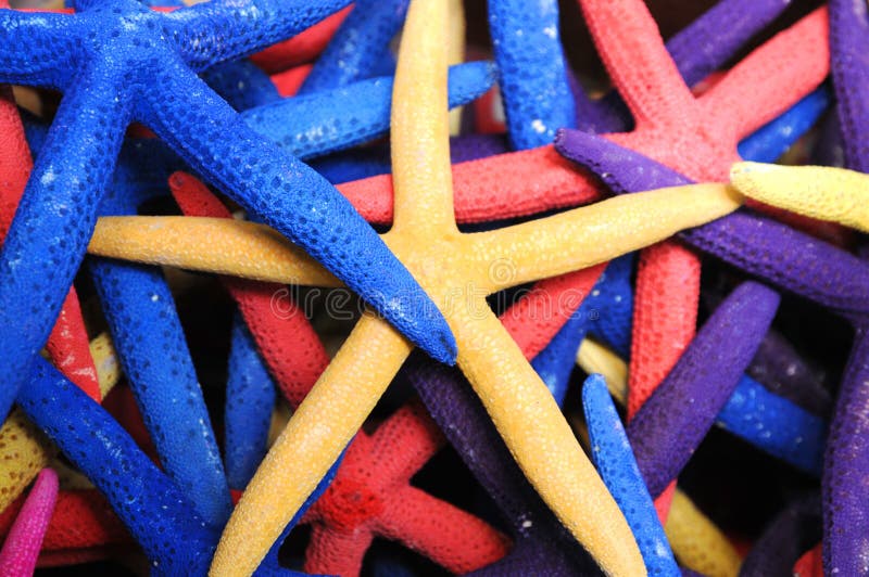 Colourful Starfish stock image. Image of water, beauty - 13555395