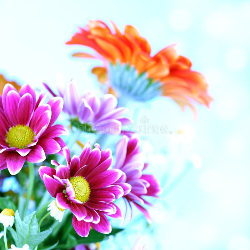 Colourful summer flowers stock image. Image of chamomiles - 8791425
