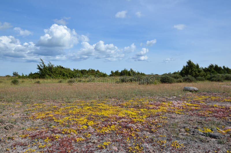 Colourful Summer Sunset. Yellow Sky and Dark Trees. Stock Image - Image ...