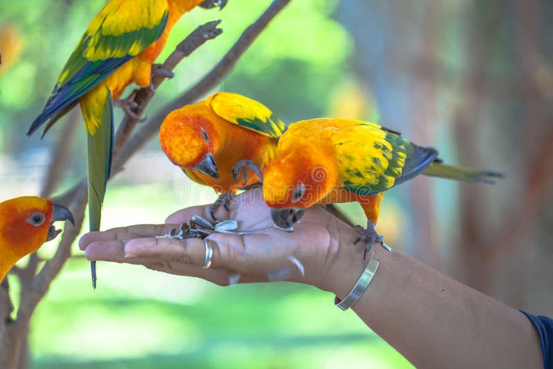 Colourful Sun Conure birds stock image. Image of yellow - 94115669