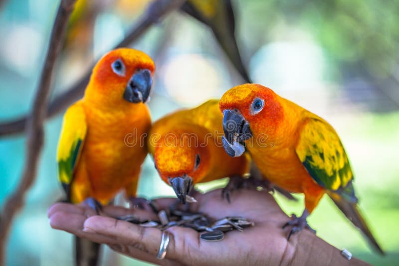 Colourful Sun Conure birds stock photo. Image of animal - 94116044