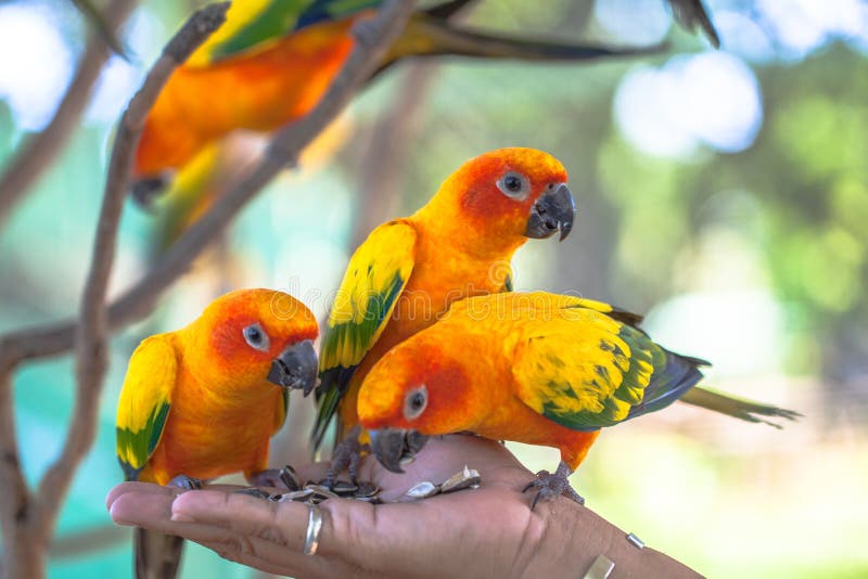 Colourful Sun Conure birds stock image. Image of colourful - 94115711