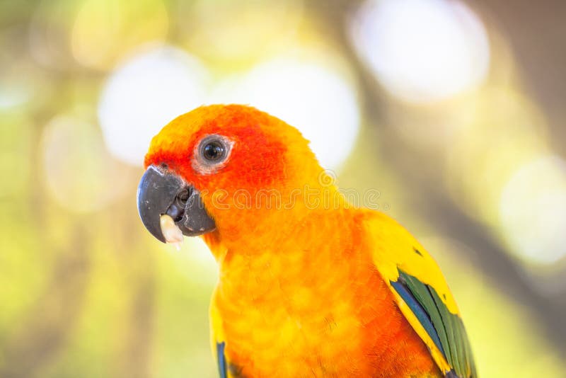Colourful Sun Conure birds stock photo. Image of bird - 94115726