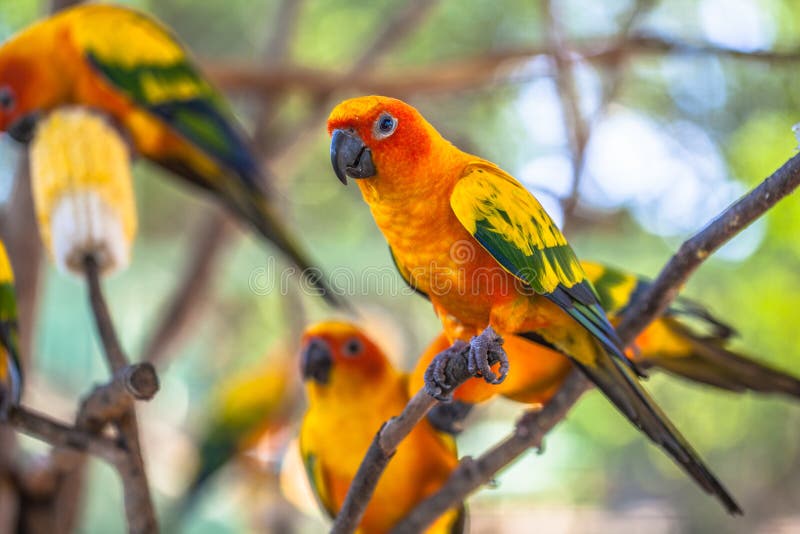 Colourful Sun Conure birds stock image. Image of jump - 94115737
