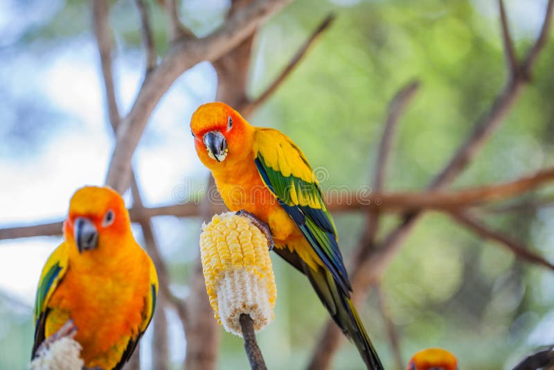Colourful Sun Conure birds stock image. Image of national - 94115781