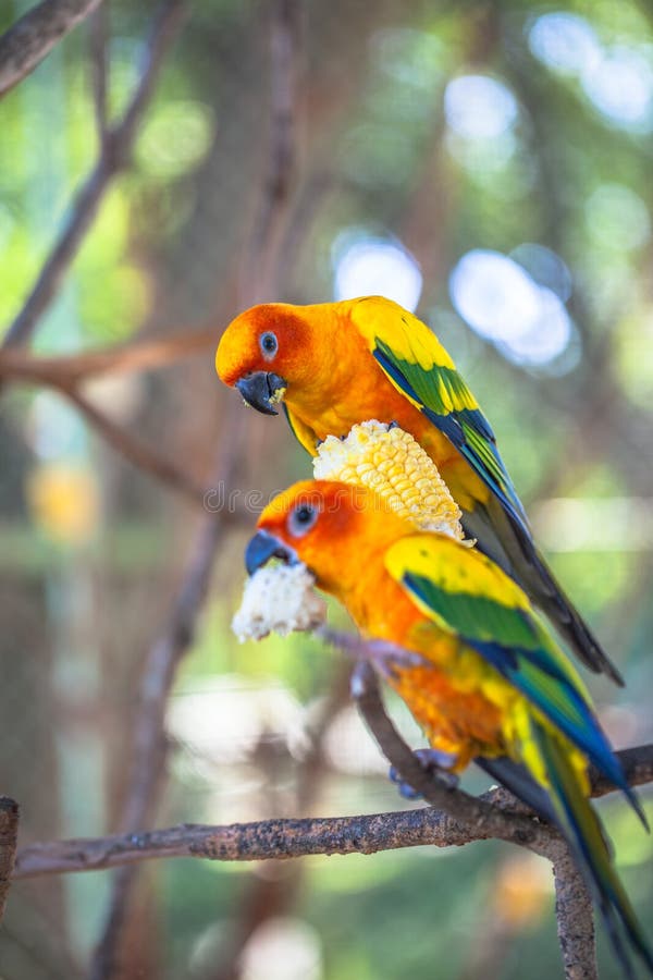 Colourful Sun Conure birds stock image. Image of corn - 94115785
