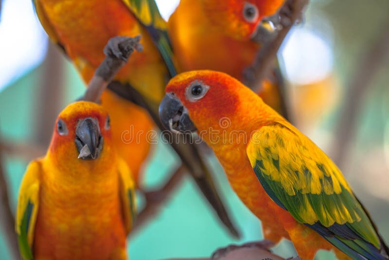Colourful Sun Conure birds stock image. Image of colourful - 94115843