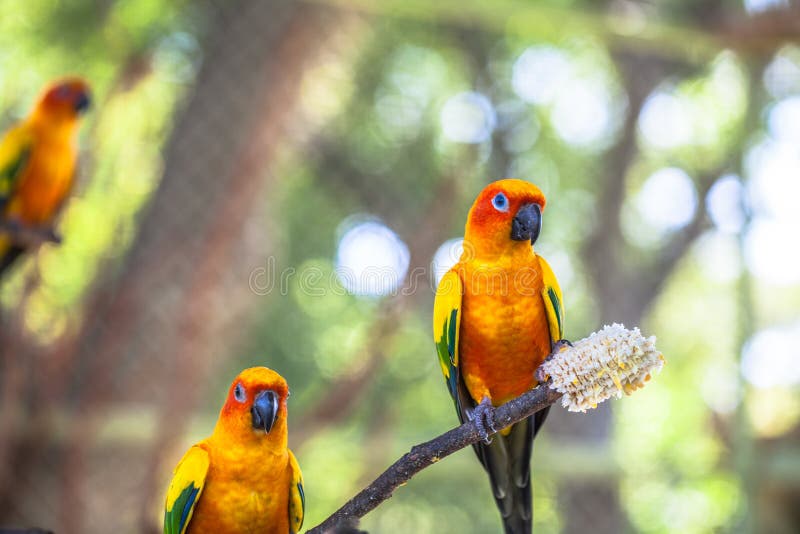 Colourful Sun Conure birds stock photo. Image of tropical - 94115854
